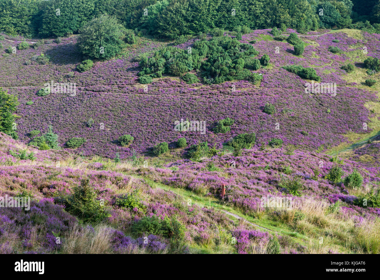 Rebild bakker naturepark hi-res stock photography and images - Alamy