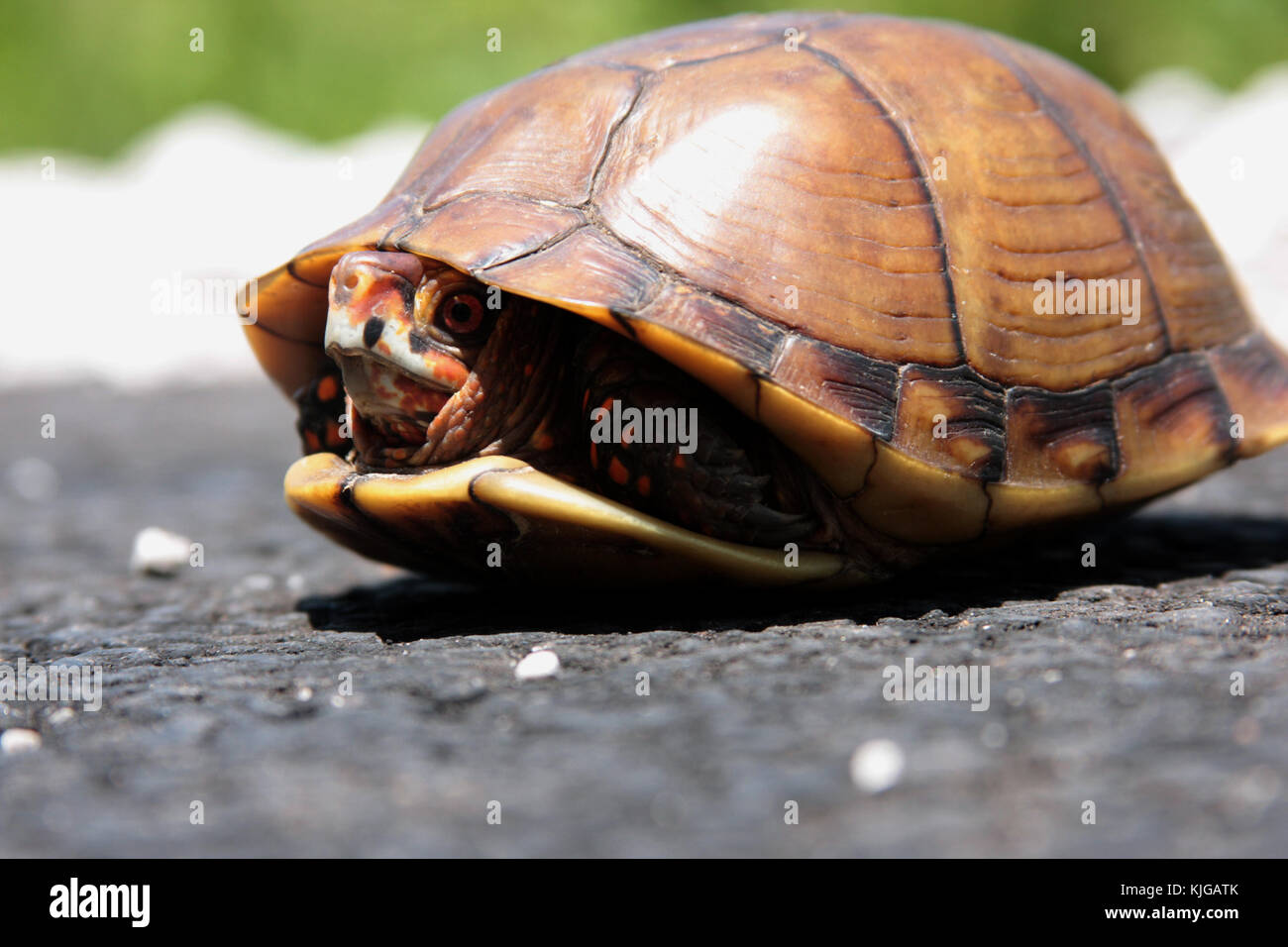 Carolina water shield hi-res stock photography and images - Alamy