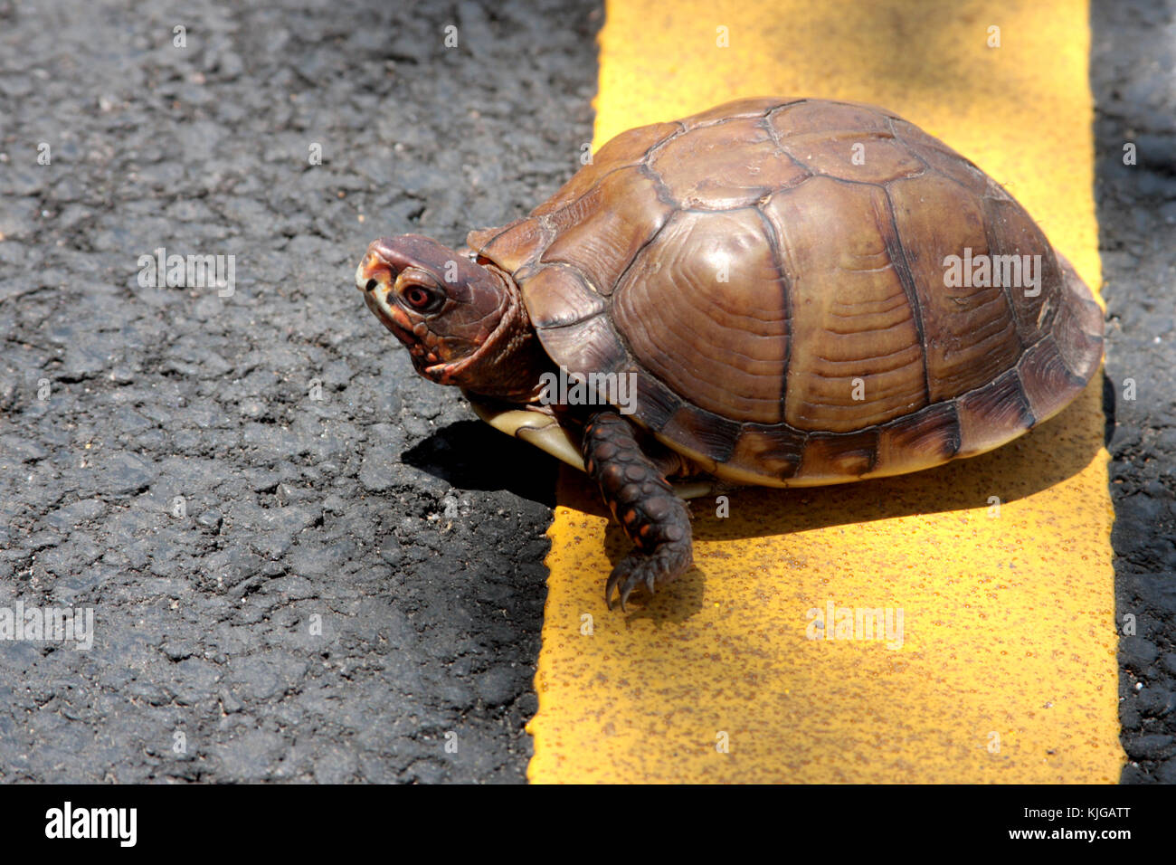 Box turtle crossing a road Stock Photo - Alamy