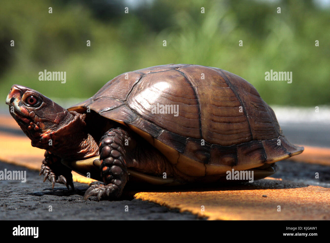 Box turtle hi-res stock photography and images - Alamy
