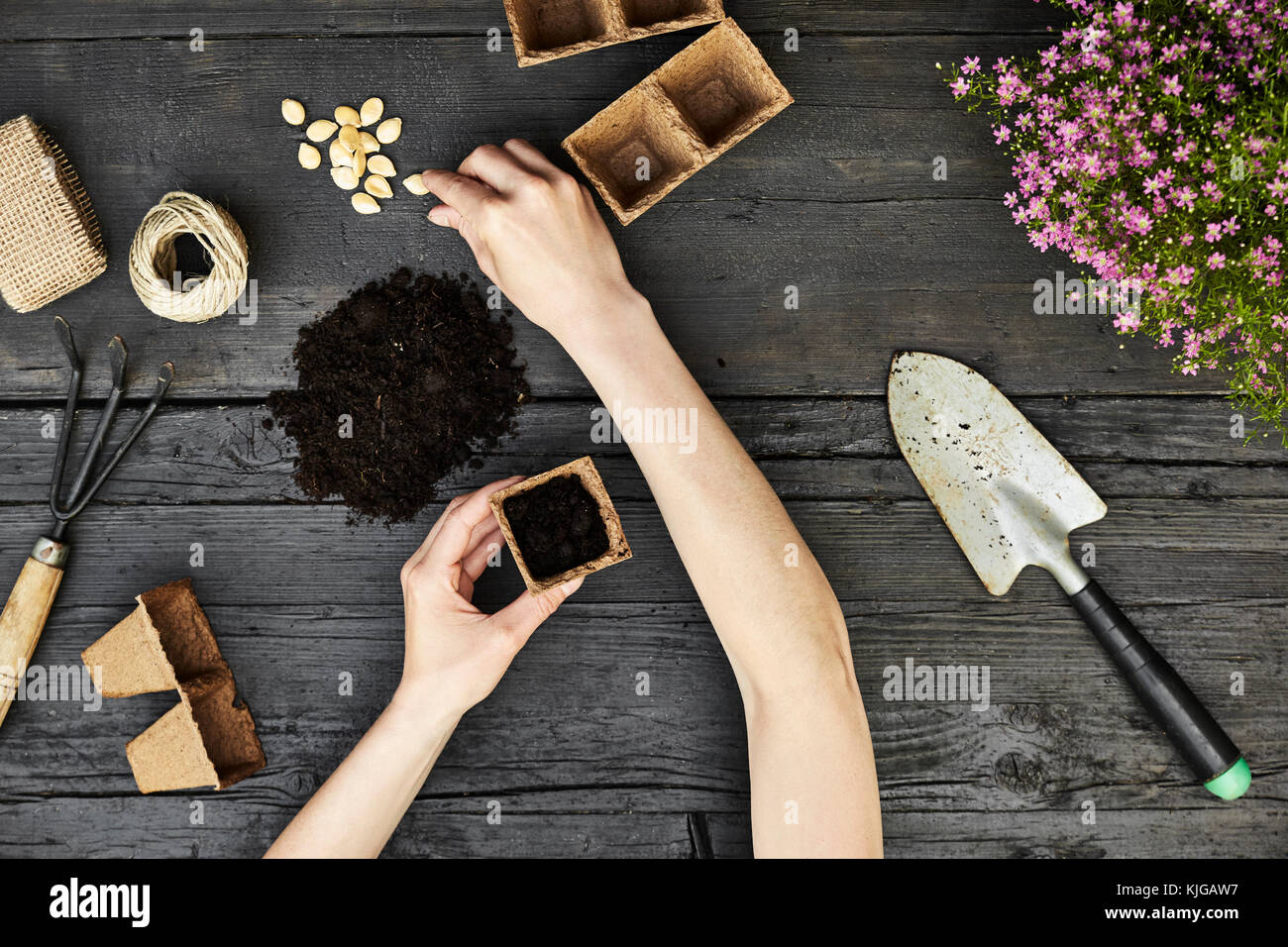 Woman's hands planting Stock Photo - Alamy