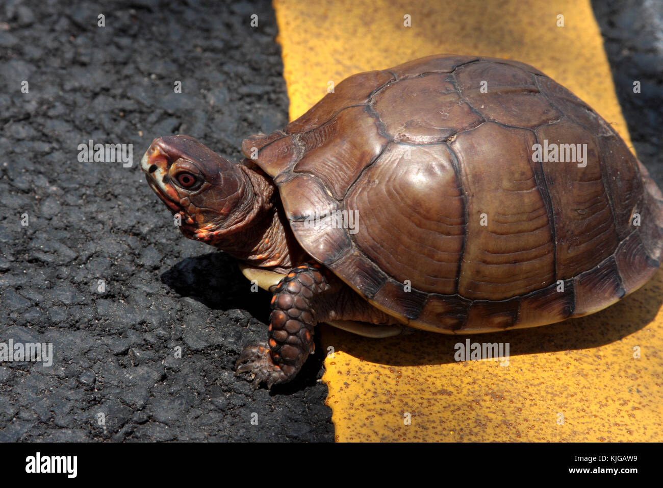 Box turtle crossing a road Stock Photo - Alamy