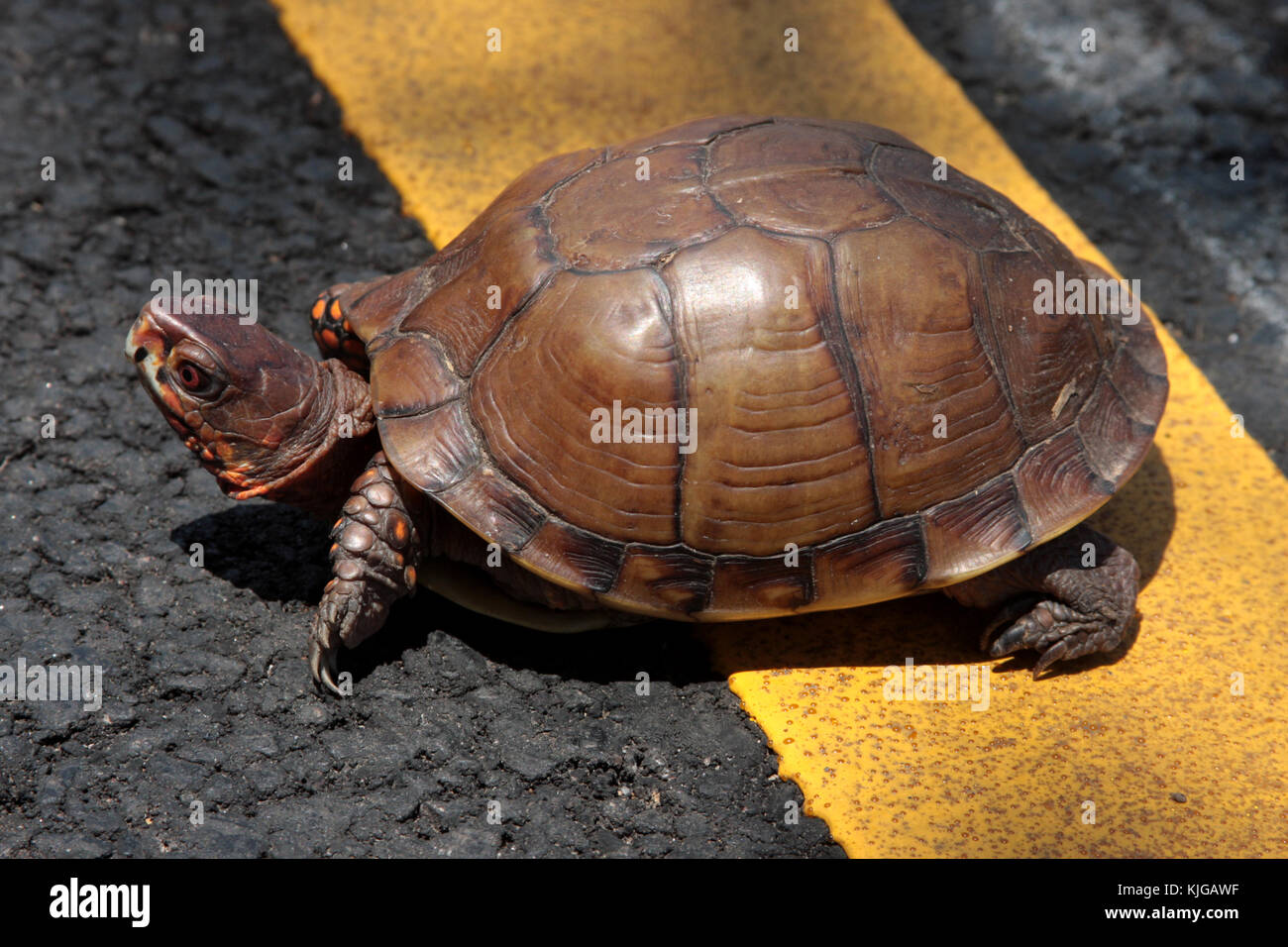 Box turtle crossing a road Stock Photo - Alamy