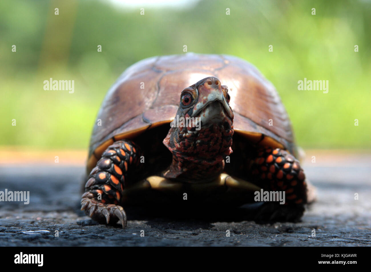 Box turtle crossing a road Stock Photo - Alamy