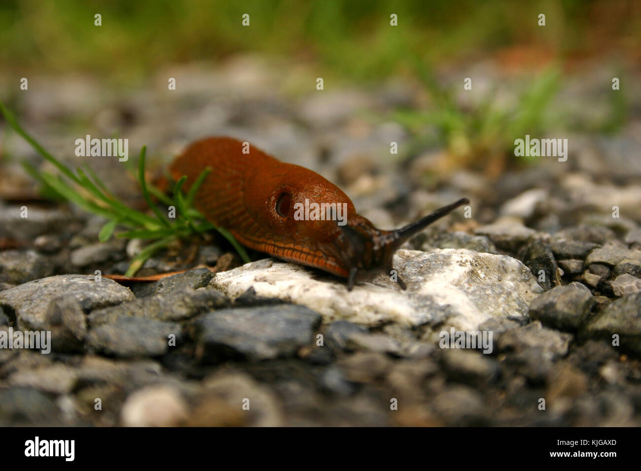 Large slug crawling in Virginia Stock Photo - Alamy