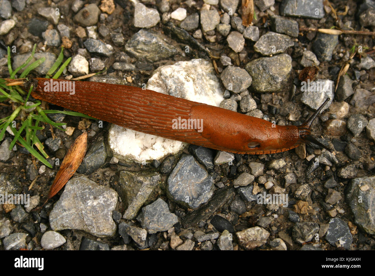 Large slug crawling in Virginia Stock Photo - Alamy