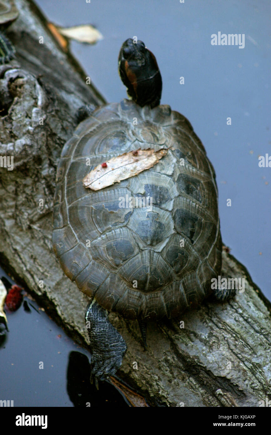 Pond slider (red-eared slider) turtles basking in the sun Stock Photo ...