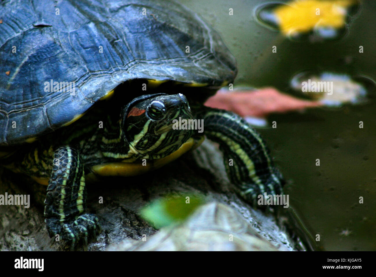 Pond slider (red-eared slider) turtles basking in the sun Stock Photo ...