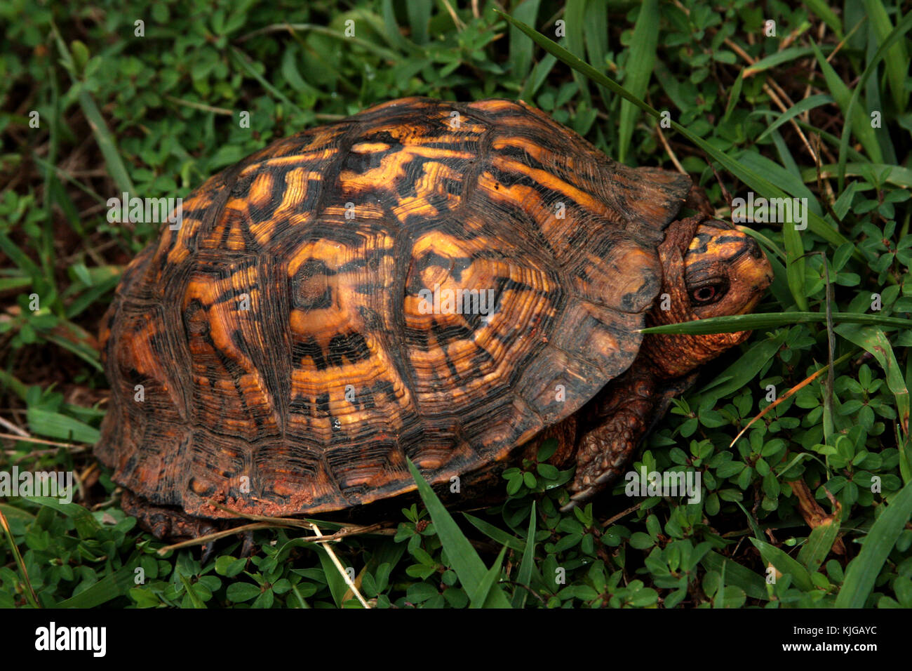 Box turtle with beautiful pattern on shell Stock Photo - Alamy
