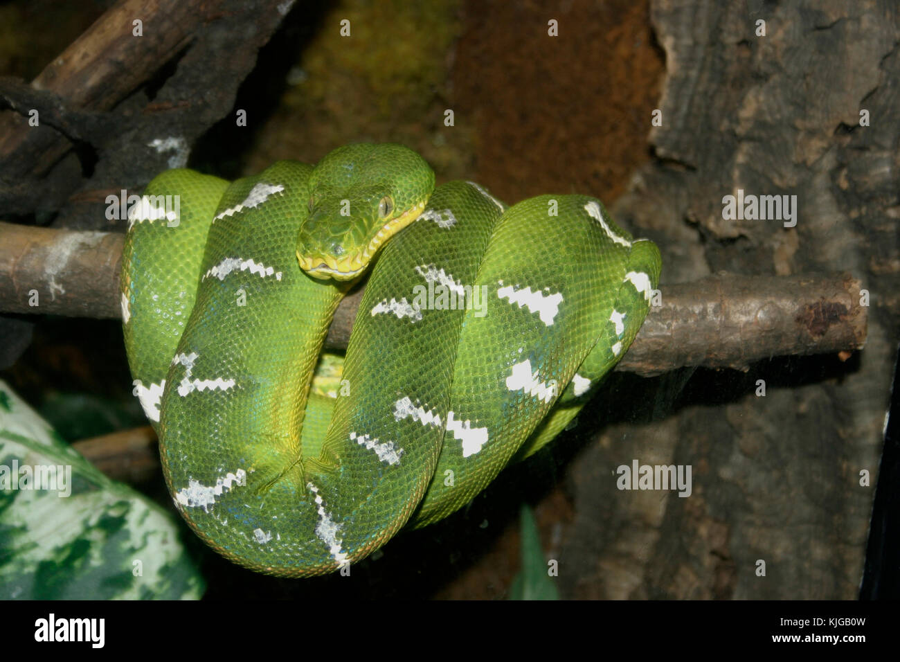 Emerald tree boa in captivity hi-res stock photography and images - Alamy