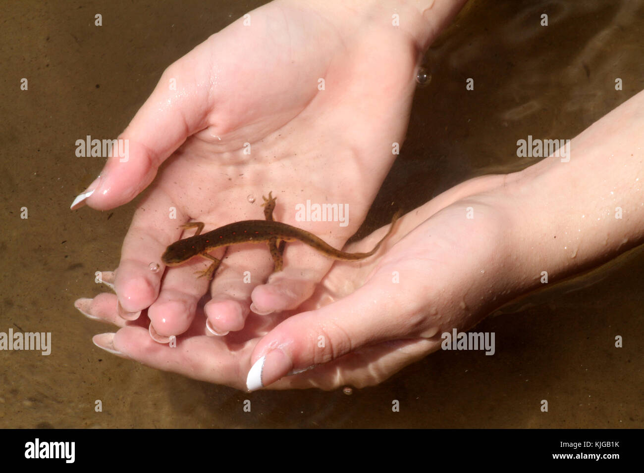 Newt in lake in Blue Ridge Mountains, Virginia, USA Stock Photo - Alamy