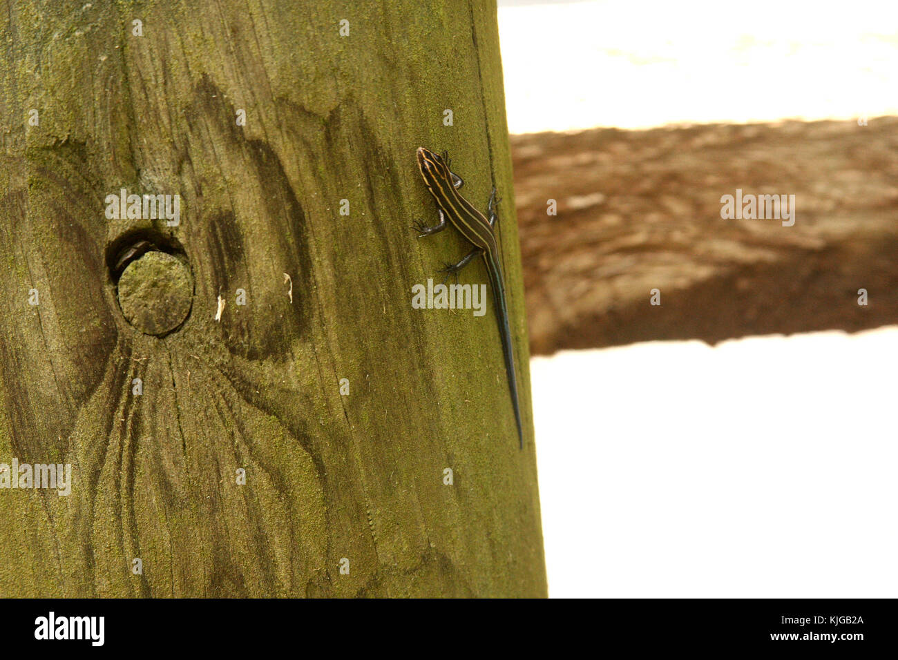 Five-lined skink lizard on wooden fence in Virginia, USA Stock Photo ...