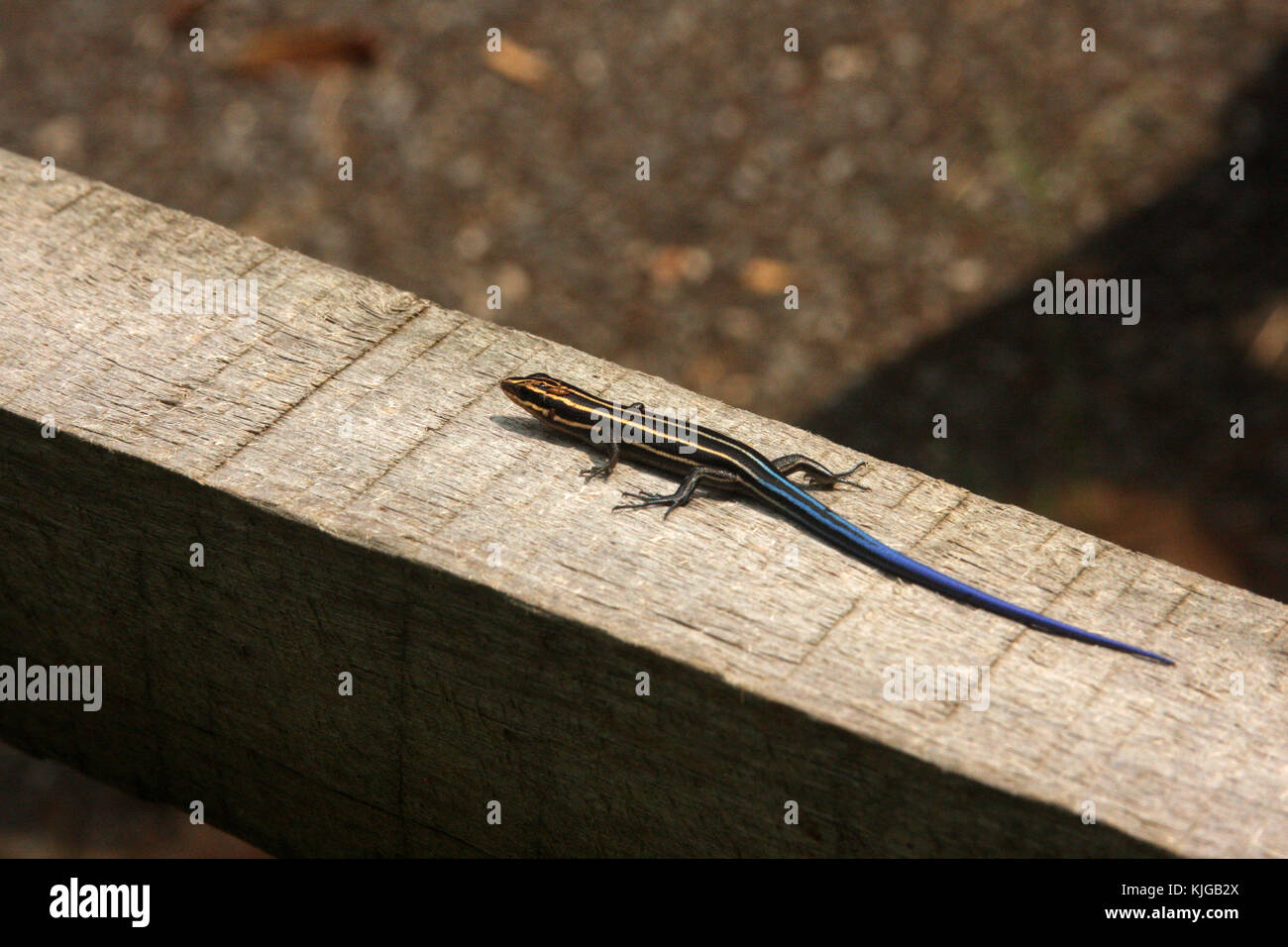 Five-lined skink lizard basking in the sun Stock Photo - Alamy