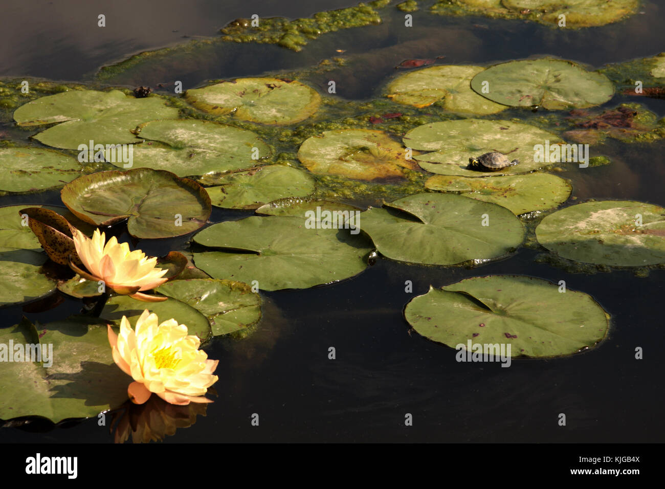 Tiny turtle on lily pad Stock Photo - Alamy