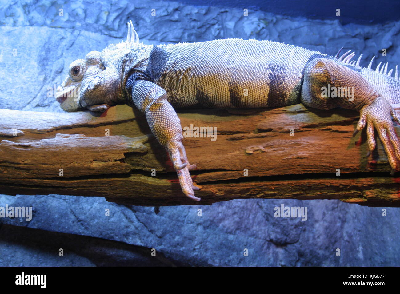 Iguana on display at Zoo Stock Photo - Alamy