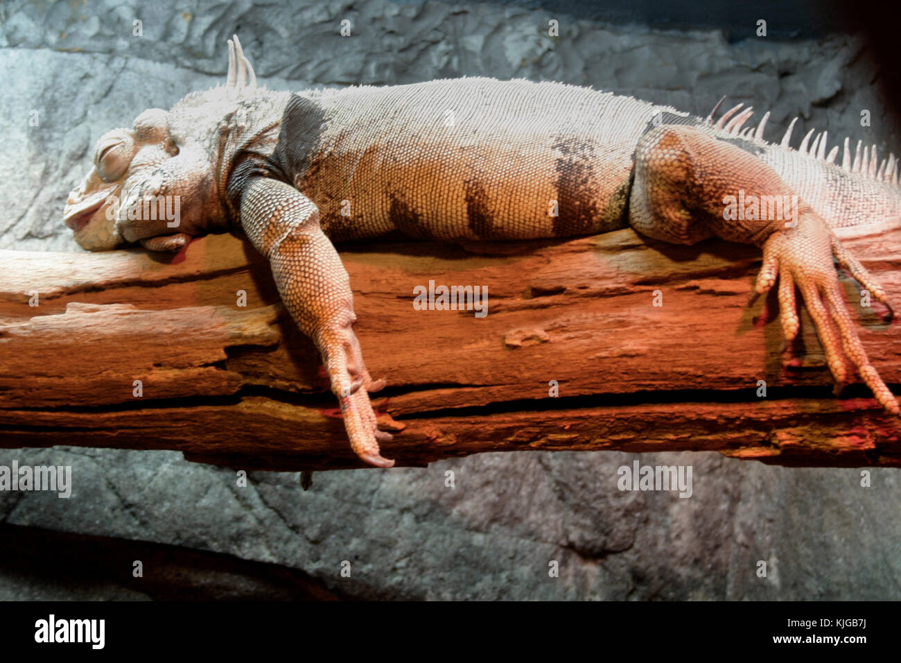 Iguana on display at Zoo Stock Photo - Alamy
