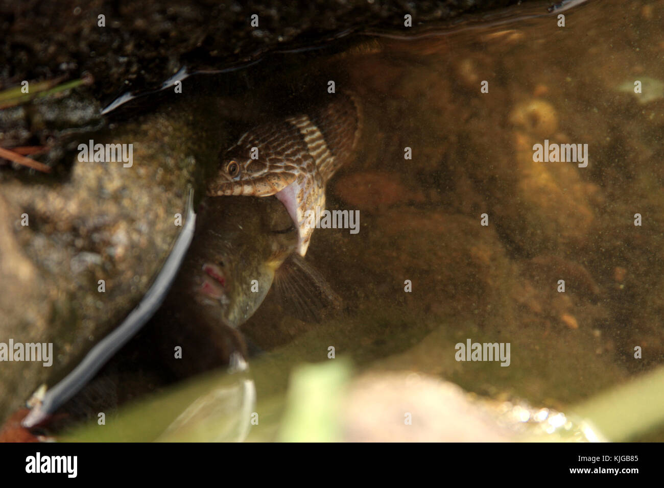 Water snake struggling to swallow a catfish Stock Photo - Alamy