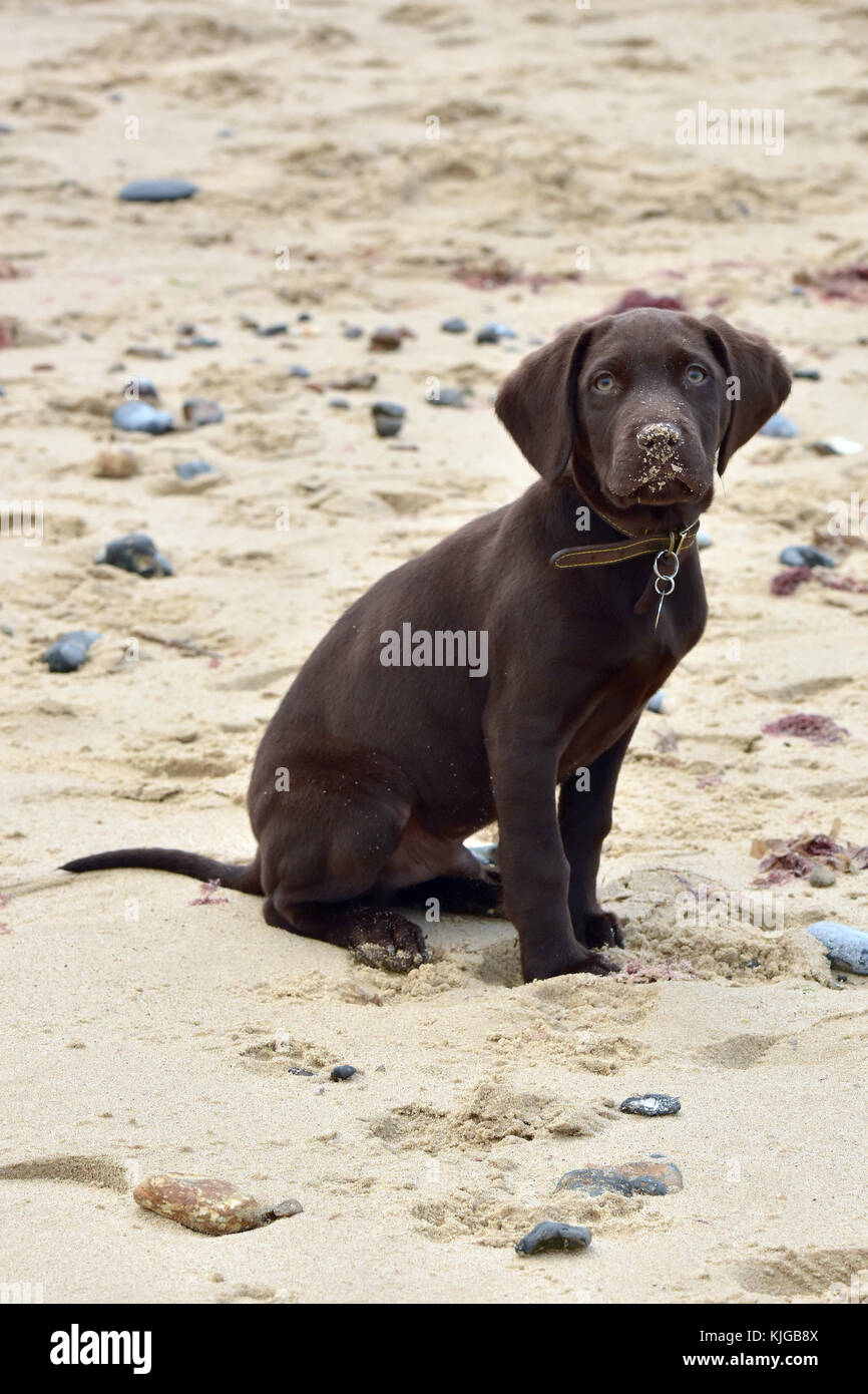 a cute labradinger or springador puppy dog looking cheeky and directly ...