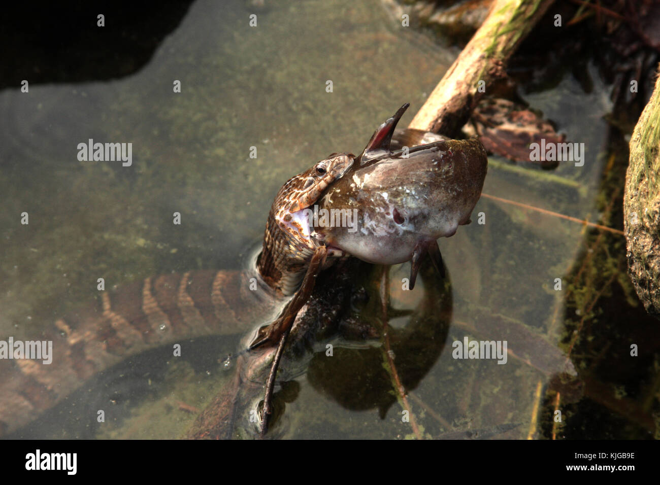 Water snake struggling to swallow a catfish Stock Photo - Alamy