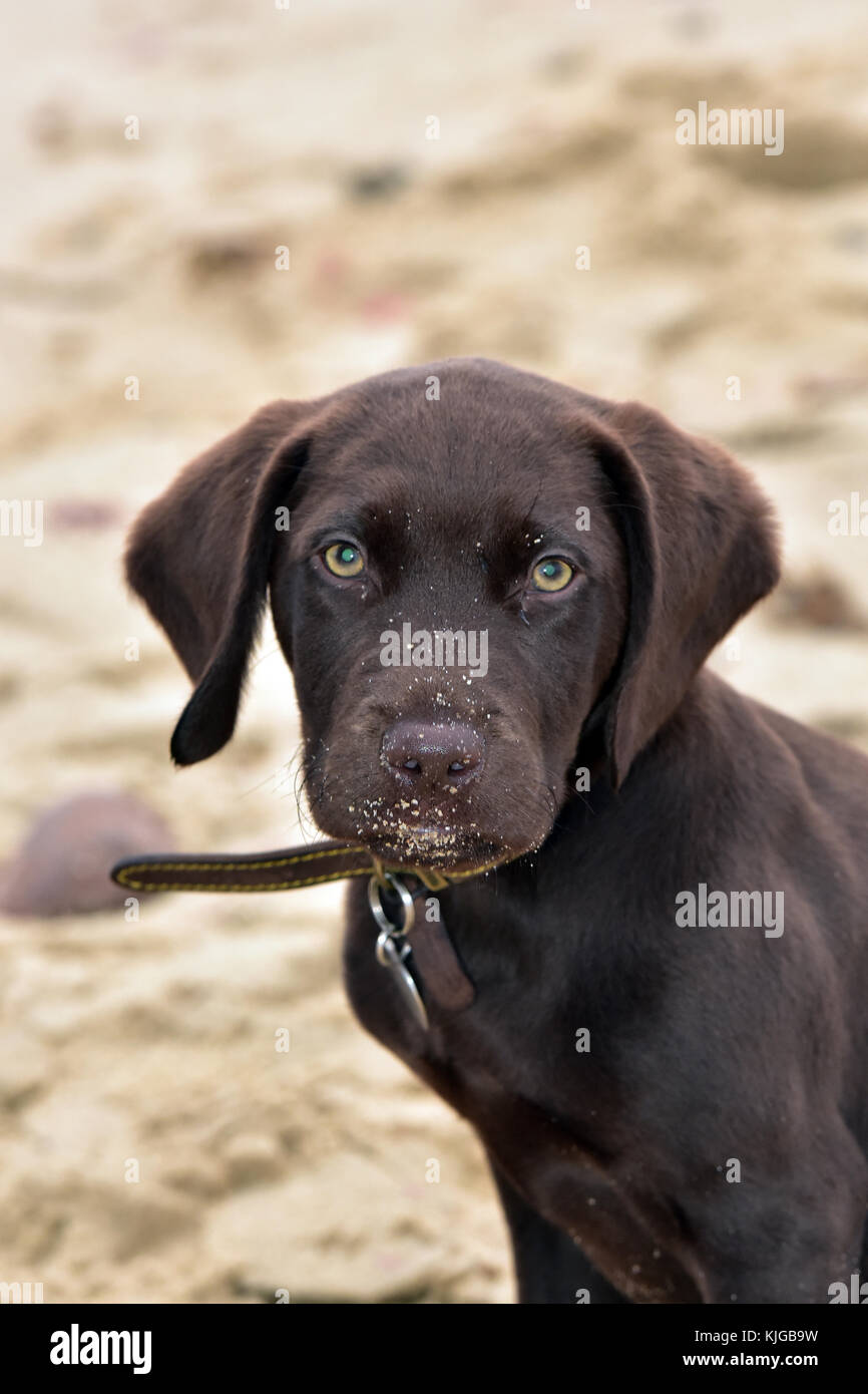 a cute labradinger or springador puppy dog looking cheeky and directly ...