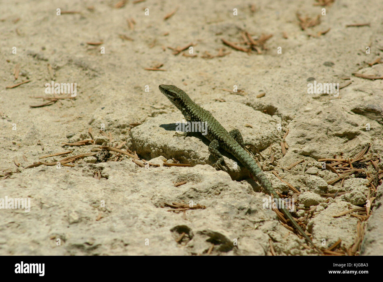 Small lizard in Western USA Stock Photo - Alamy