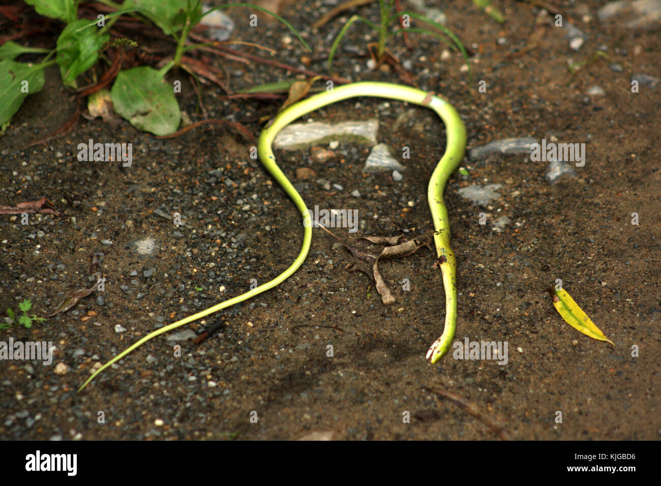 Dead green snake on the ground, Virginia, USA Stock Photo - Alamy