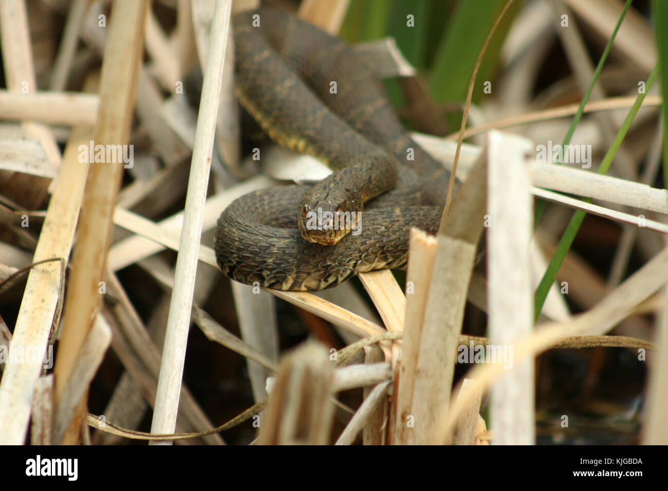 Reptile ridge hi-res stock photography and images - Alamy