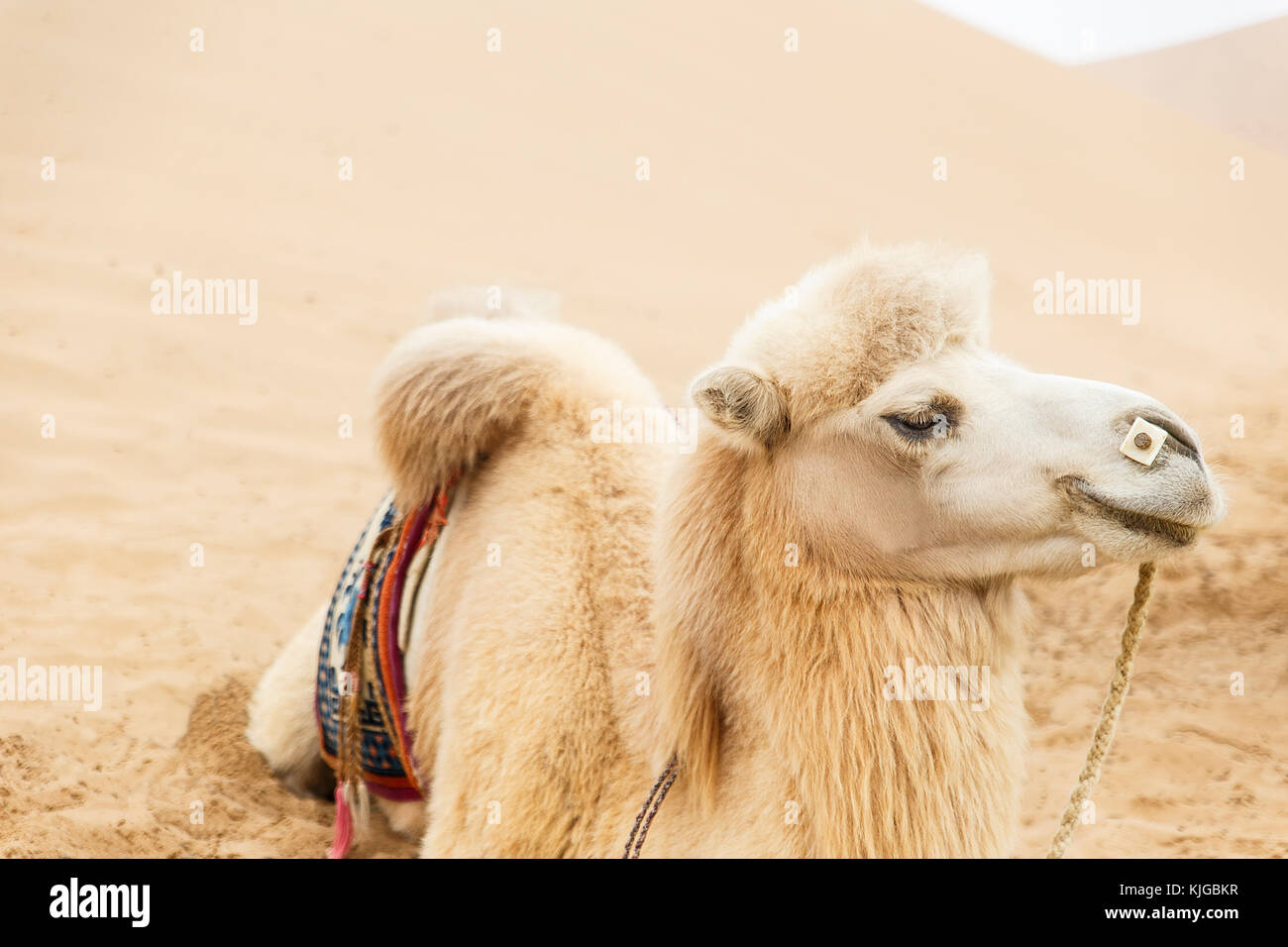 camel II, badain jaran Stock Photo - Alamy