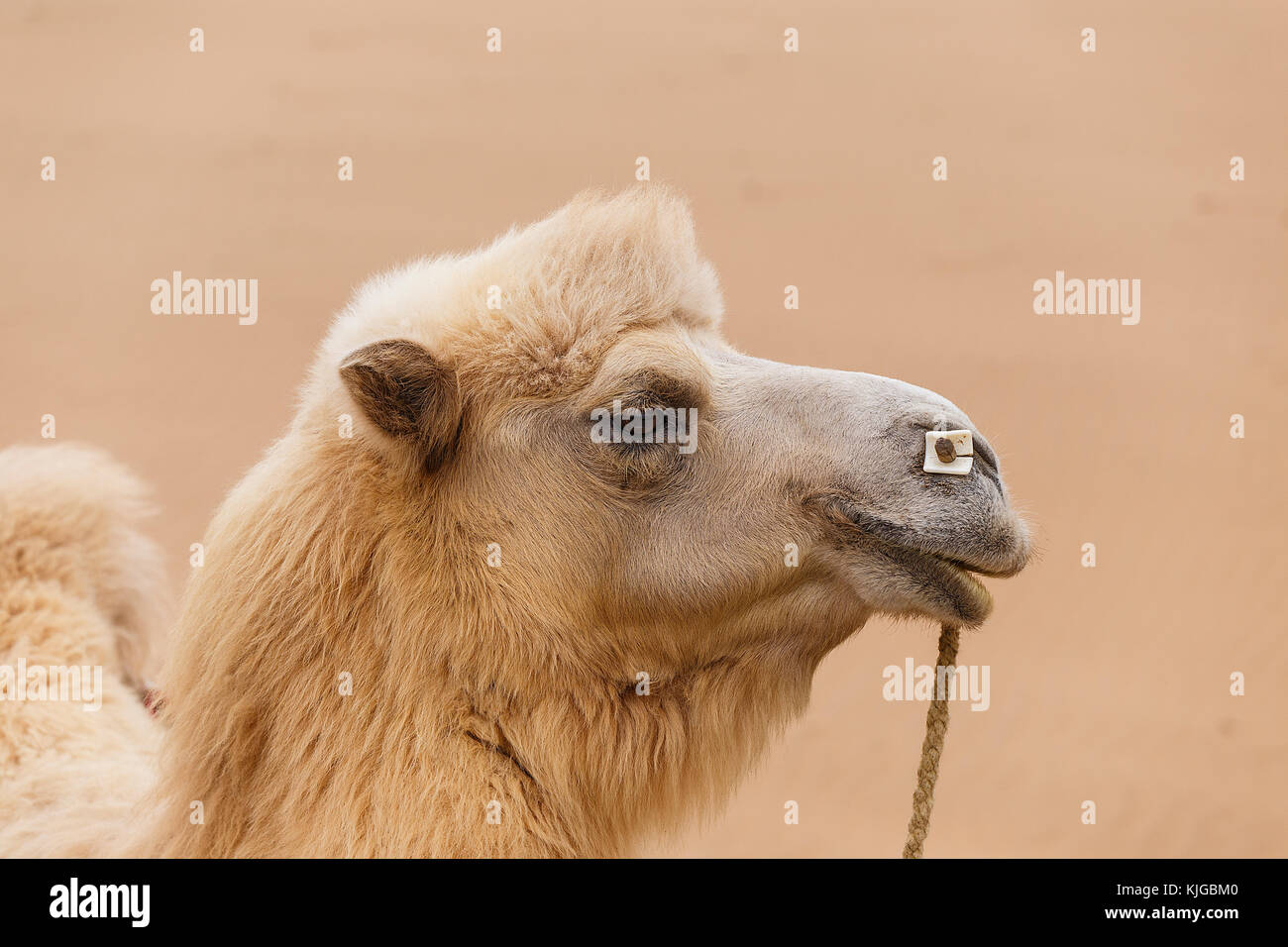 Chinese camel jade hi-res stock photography and images - Alamy