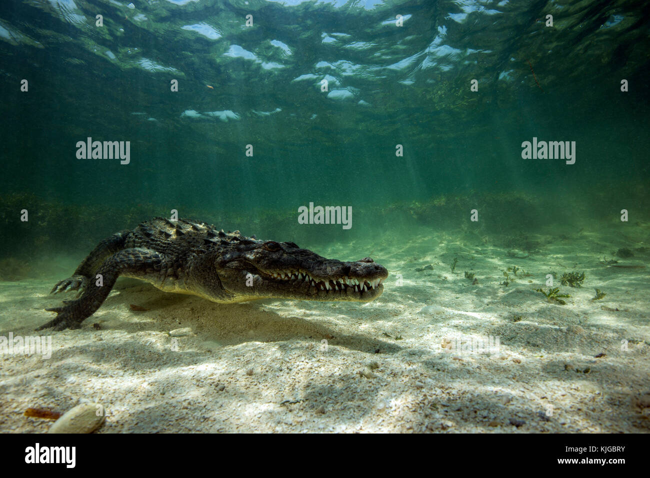 Banco chinchorro mexico hi-res stock photography and images - Alamy