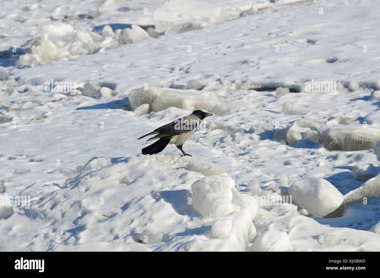 In the winter the river froze over ,ice crow is sitting Stock Photo - Alamy