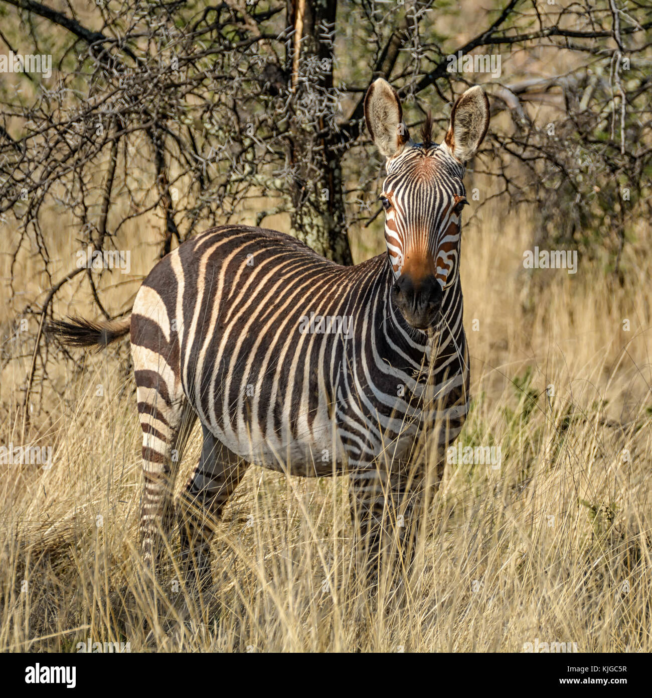 A Cape Mountain Zebra in Southern African savanna Stock Photo - Alamy