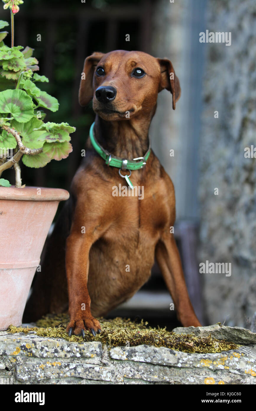 Stag head hi-res stock photography and images - Alamy