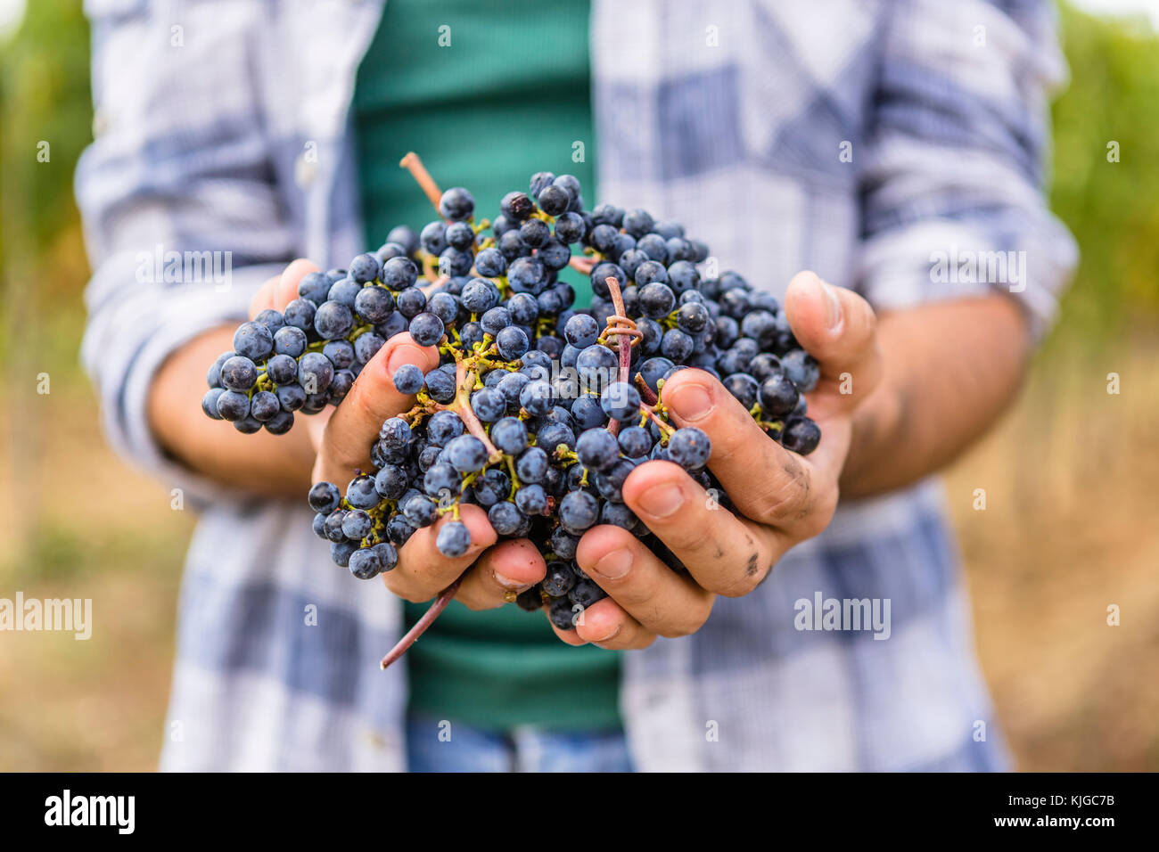 Close-up of man holding harvested grapes Stock Photo - Alamy