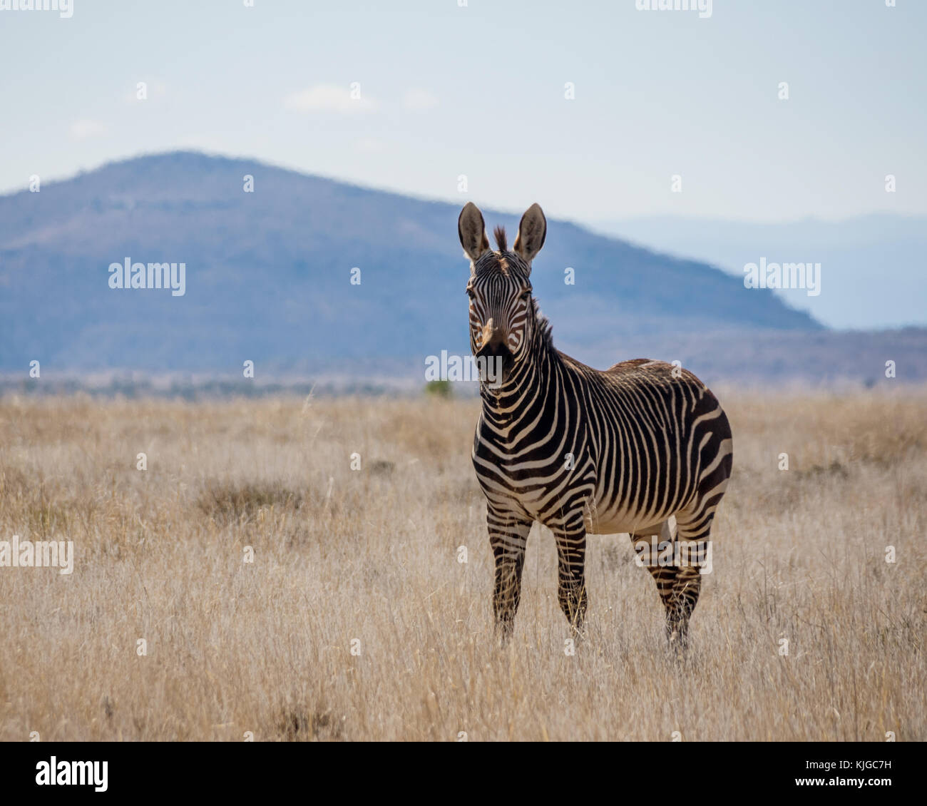 A Cape Mountain Zebra in Southern African savanna Stock Photo - Alamy