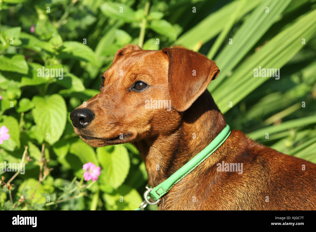 German standard hi-res stock photography and images - Alamy