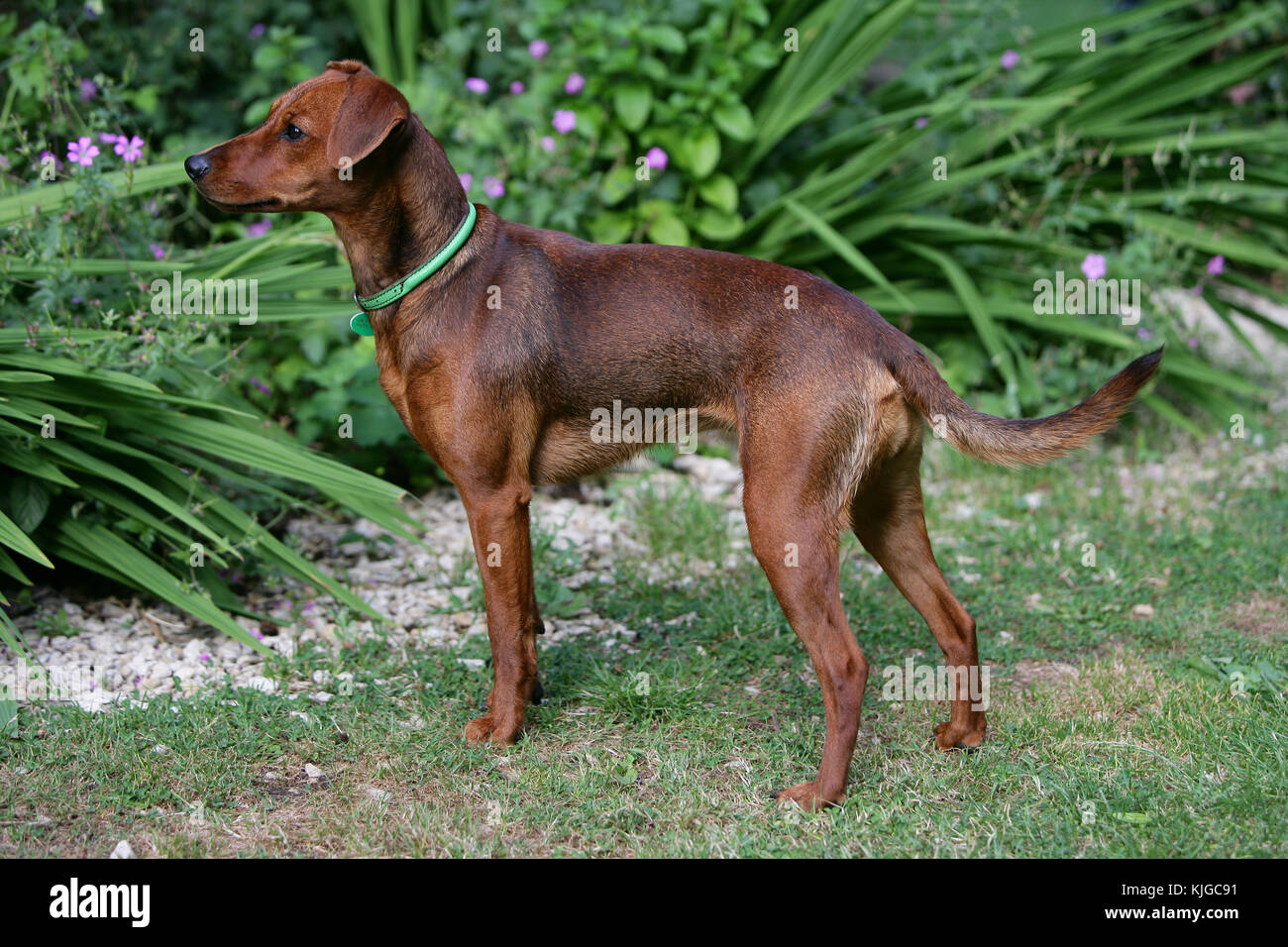 German pinscher hi-res stock photography and images - Alamy