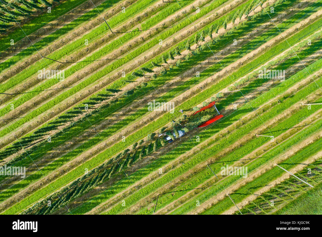 Hop picking machine hi-res stock photography and images - Alamy