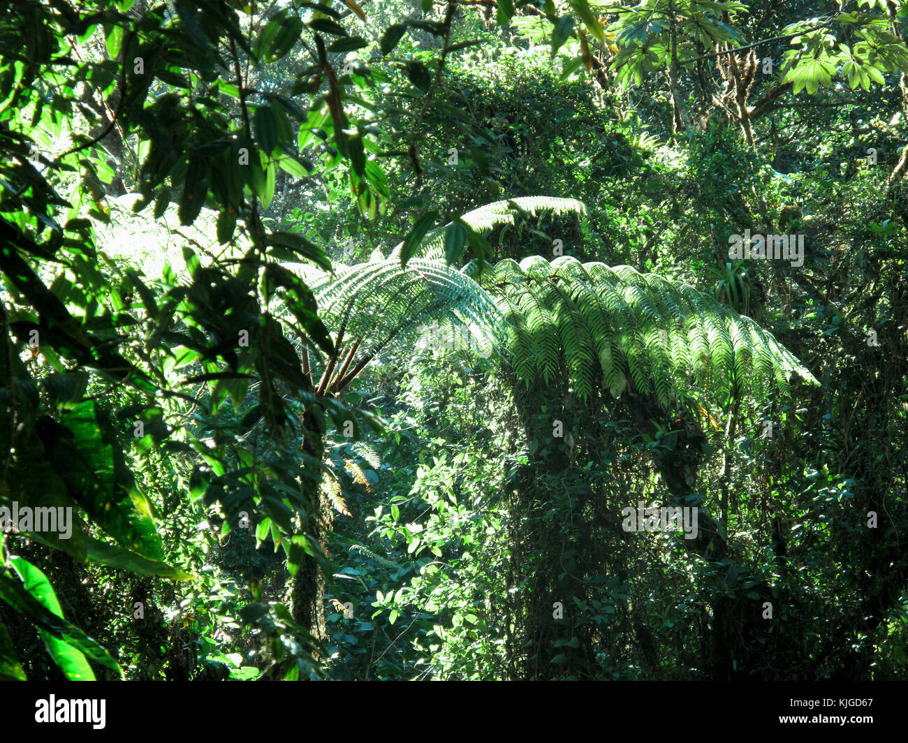 beautiful green and untouched rain forest in Panama Central America ...