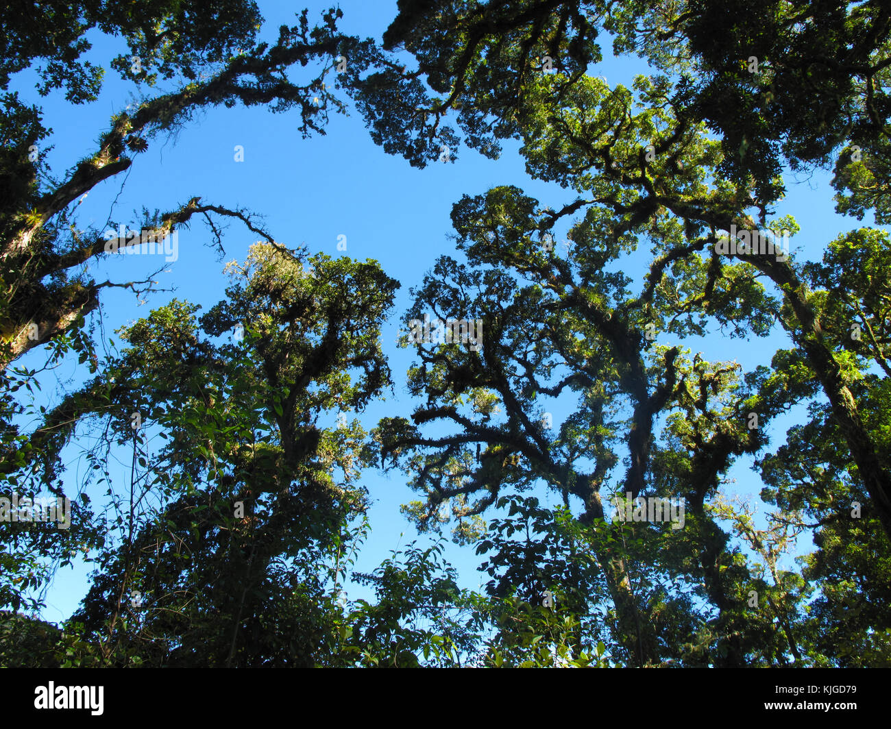 view on crown on trees in national park in Panama Stock Photo - Alamy
