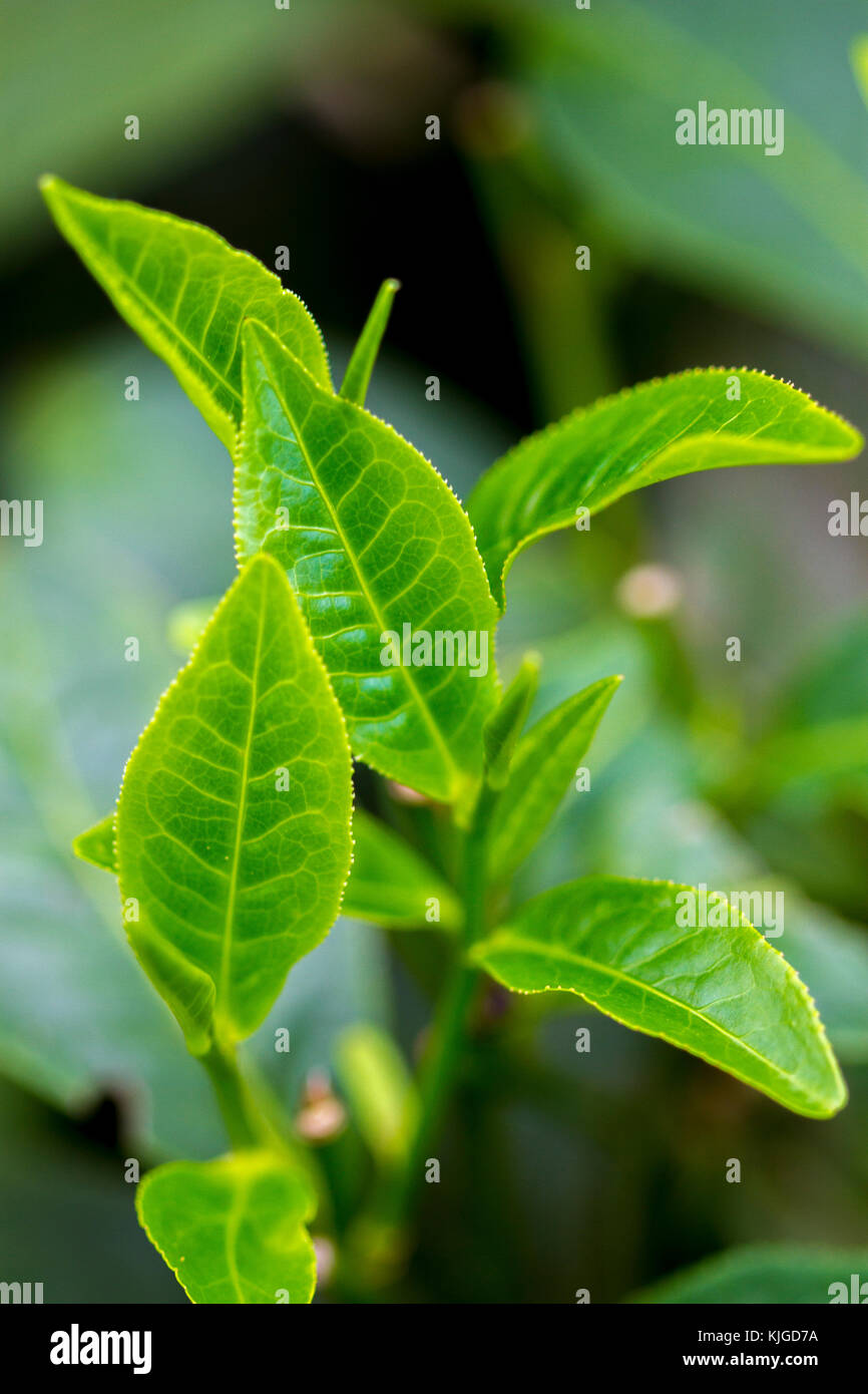 Tea Leaf in Fresh Garden Stock Photo - Alamy