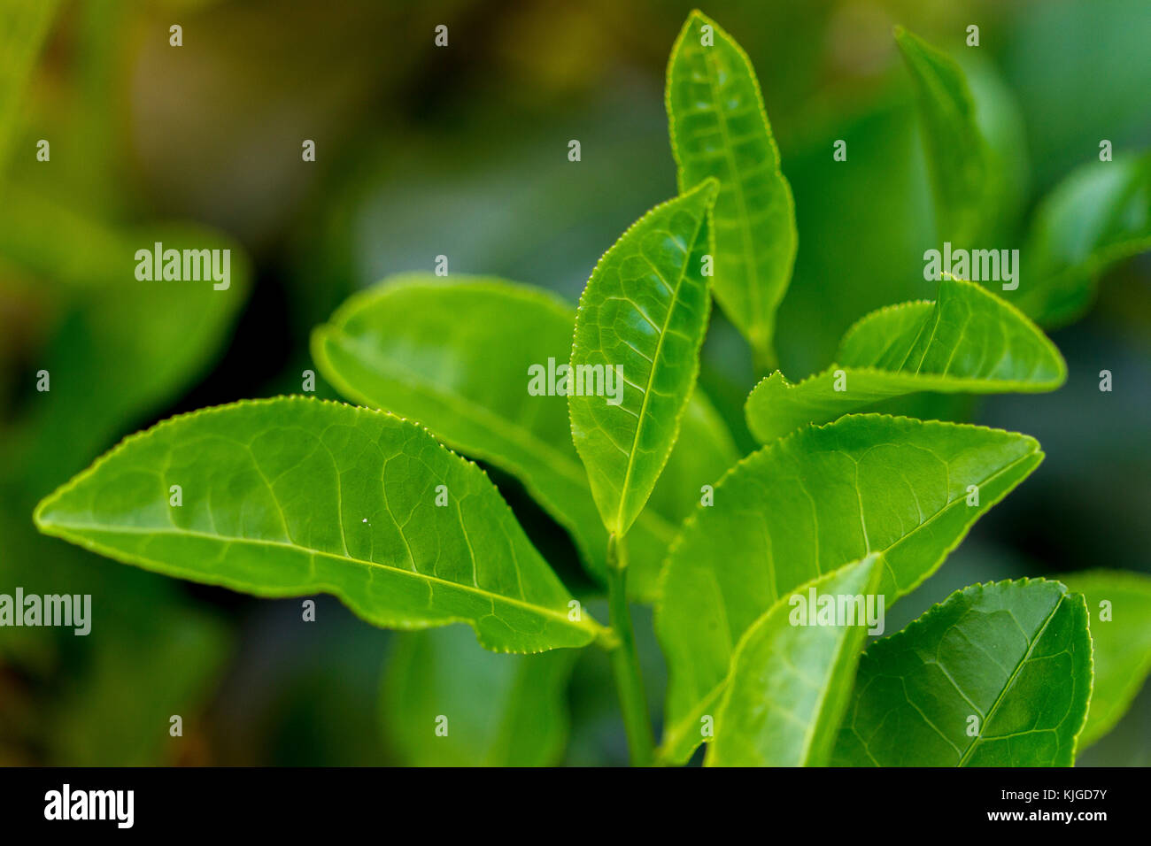 Tea Leaf in Fresh Garden Stock Photo - Alamy