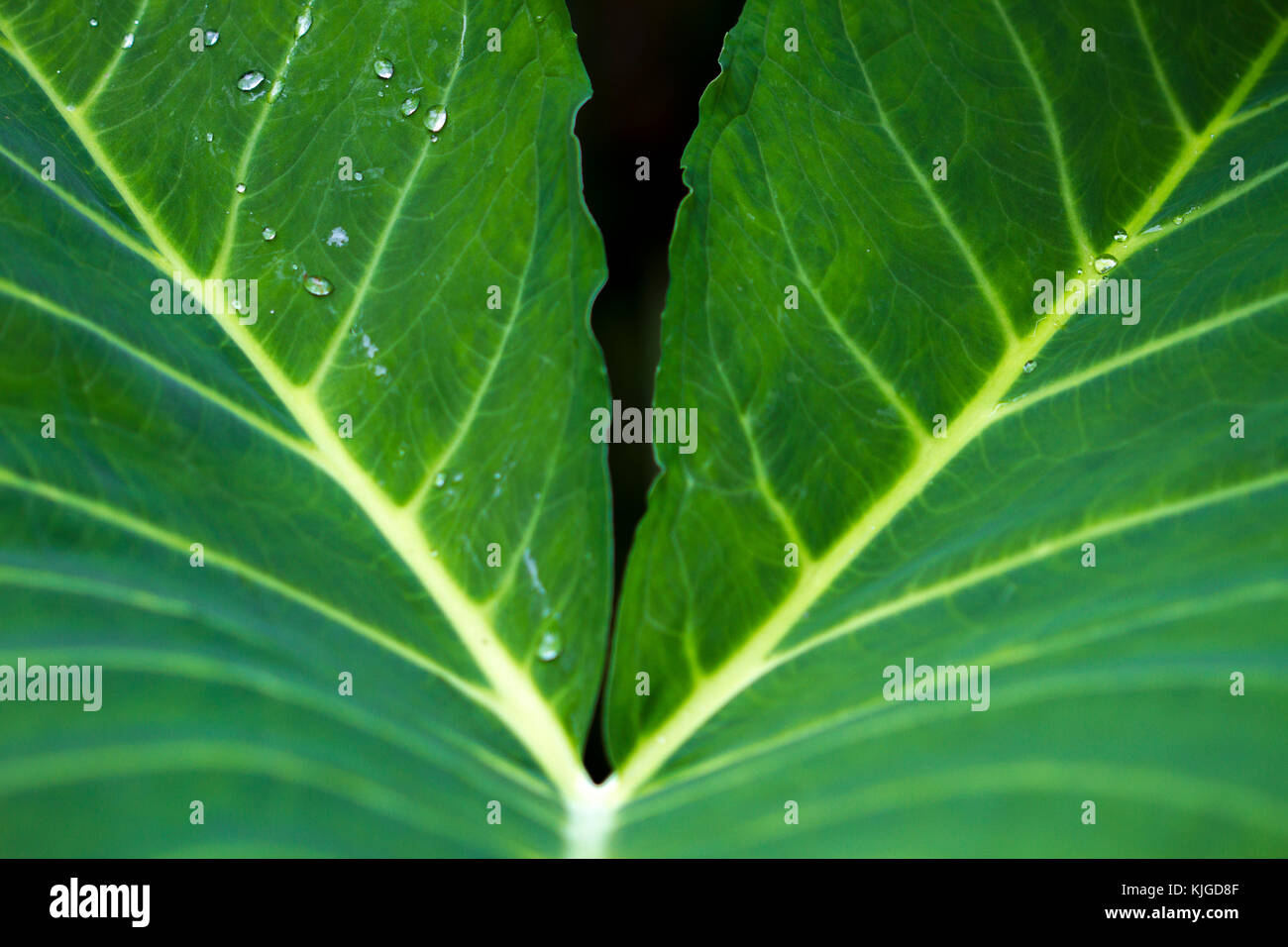 Two leaves bud tea leaf hi-res stock photography and images - Alamy