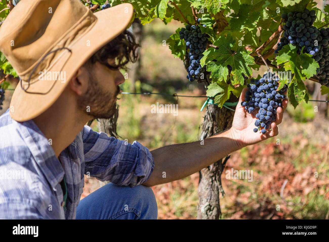 Man examining grapes on vine Stock Photo - Alamy