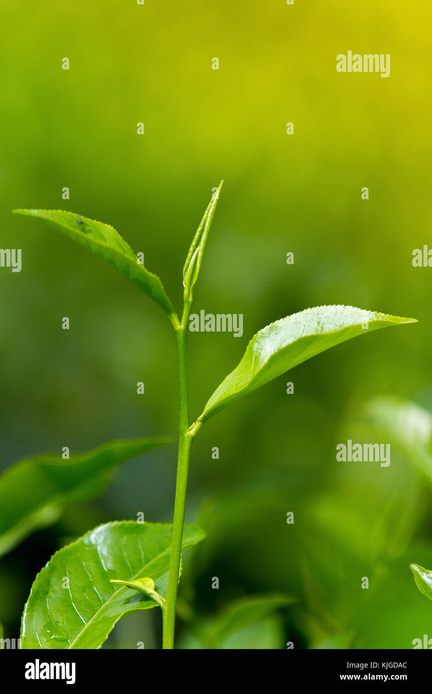 Tea Leaf in Fresh Garden Stock Photo - Alamy
