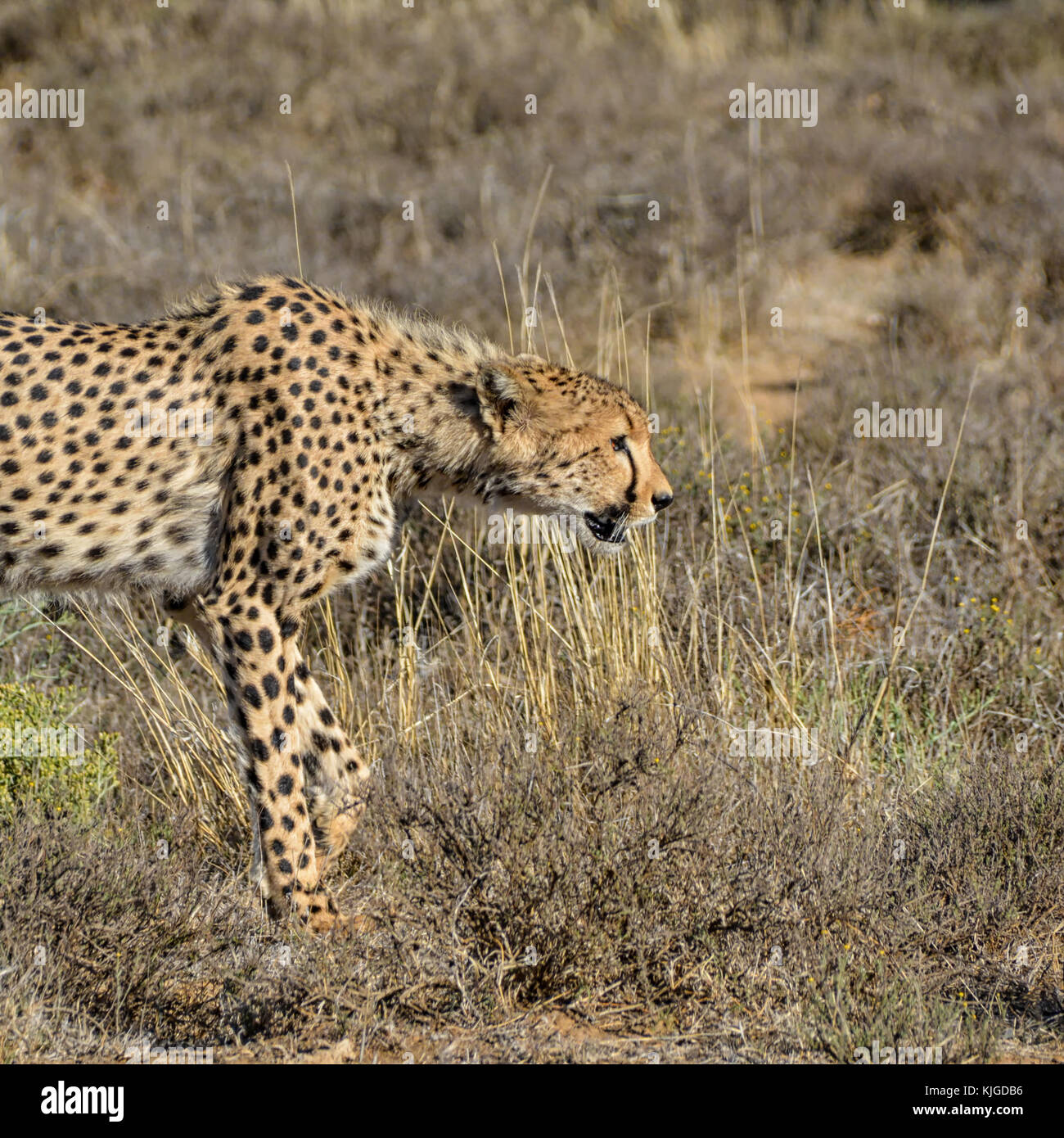 A juvenile Cheetah stalking prey in Southern African savanna Stock ...