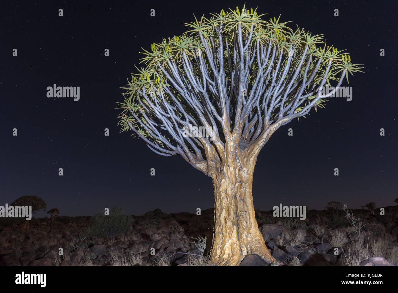 Quiver Tree Forest outside of Keetmanshoop, Namibia at night Stock ...
