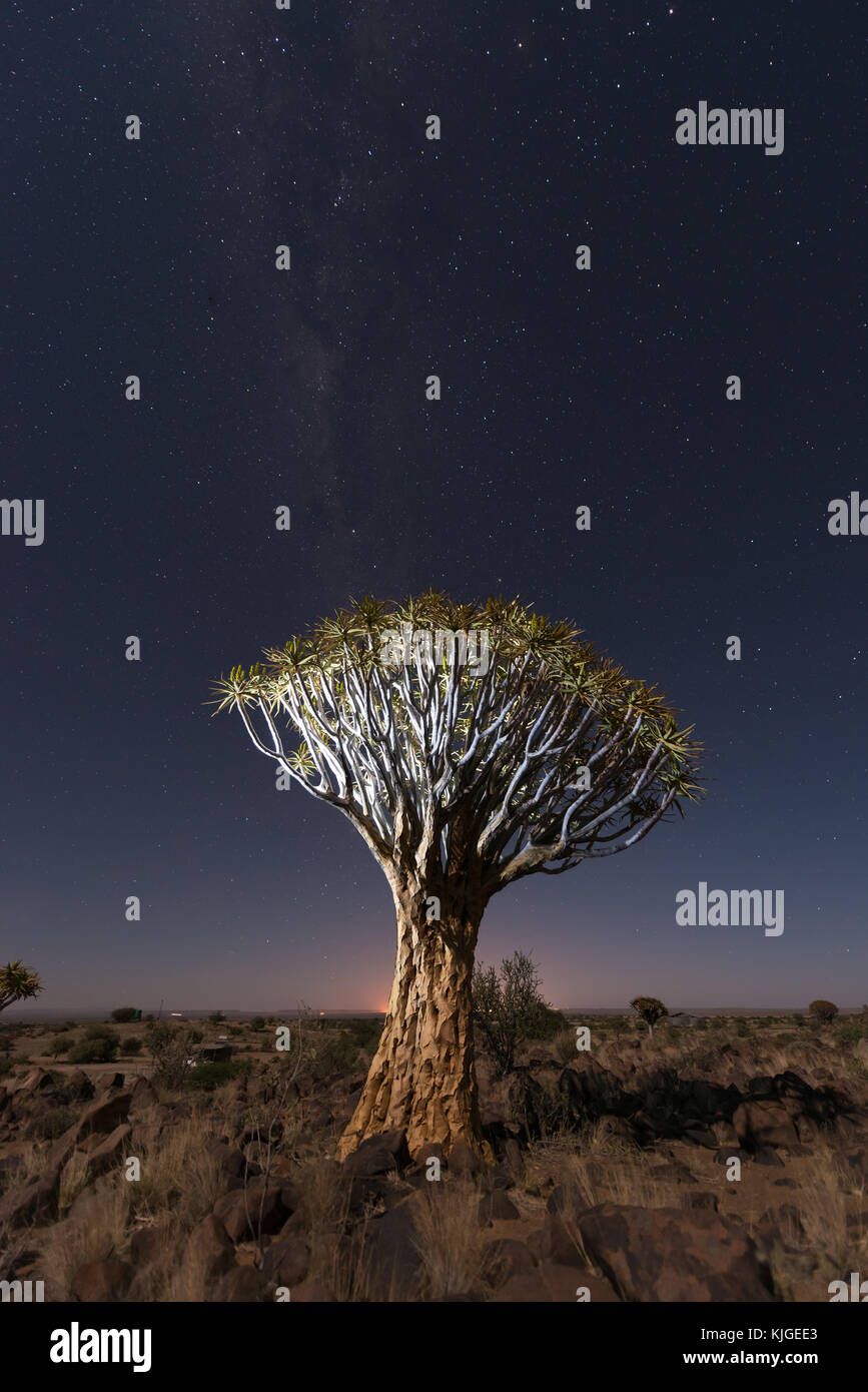 Quiver Tree Forest outside of Keetmanshoop, Namibia at night Stock ...
