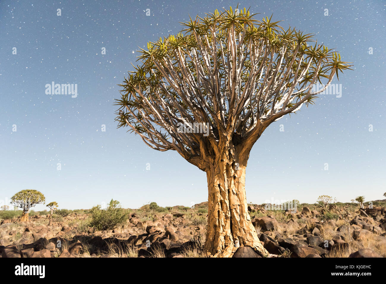 Quiver Tree Forest outside of Keetmanshoop, Namibia at night Stock ...