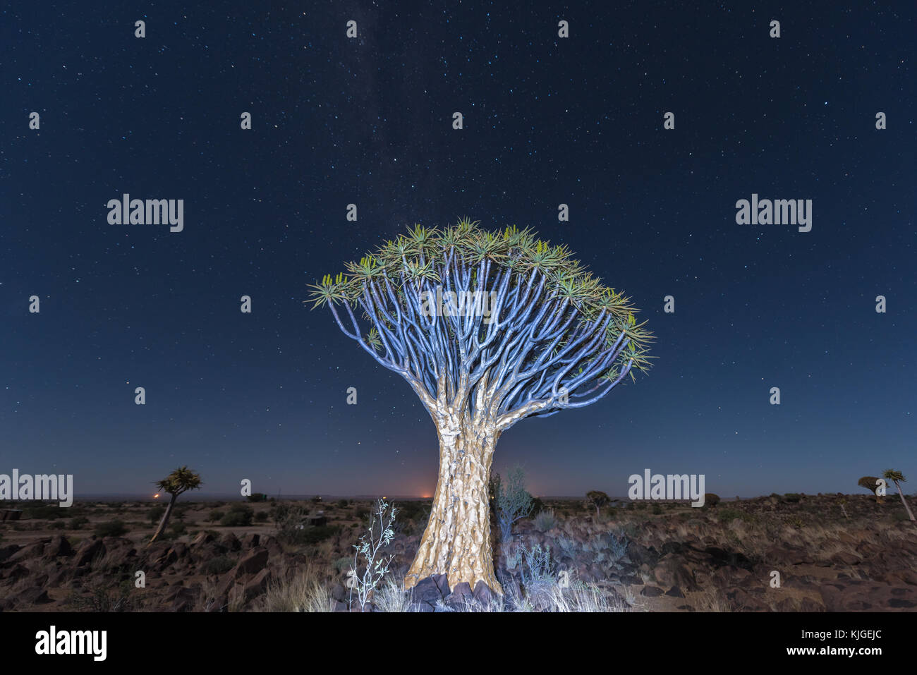 Quiver Tree Forest outside of Keetmanshoop, Namibia at night Stock ...